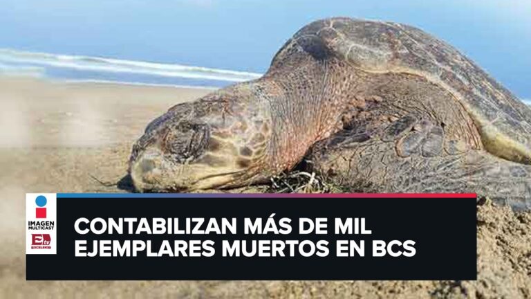 Dónde Vive la Tortuga Caguama en México: Hábitats y Conservación ...